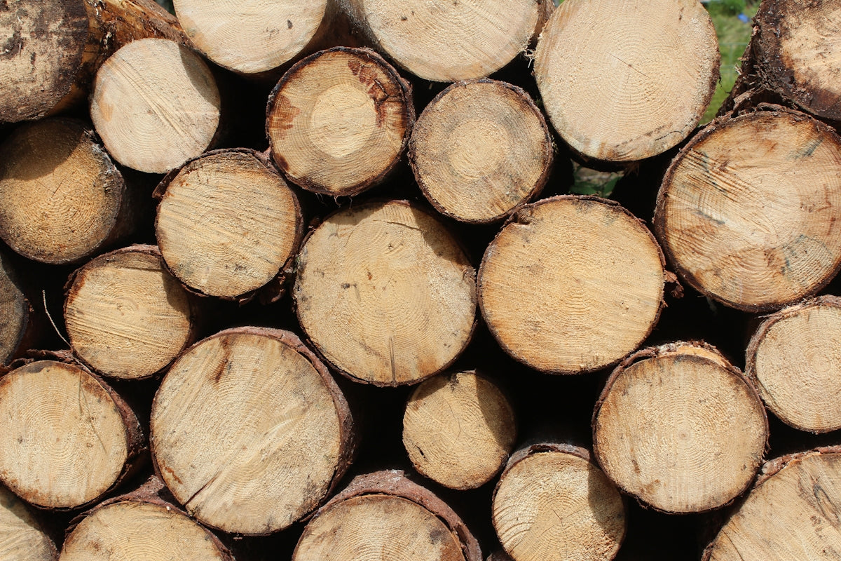 The Rise of Timber Use in Modern Construction — Timber DIY